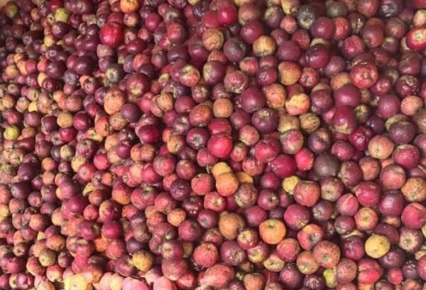 Himachal Pradesh : Bad roads force Himachal to dump one-third of 98,000 ...